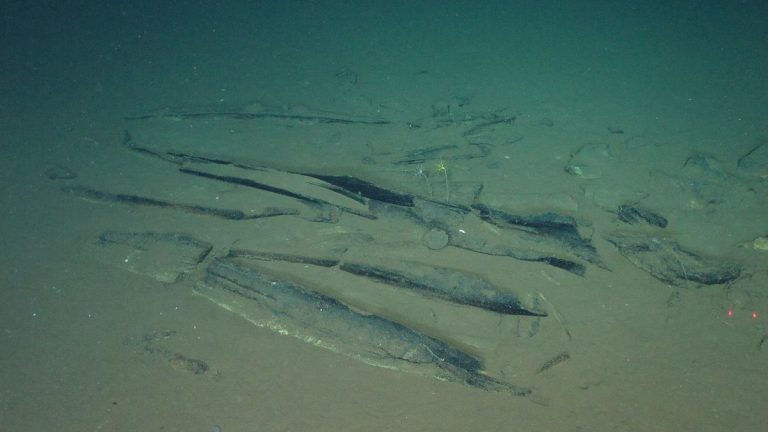 Scientists Discover a 5.3-Million-Year-Old Whale Graveyard 23,000 Feet ...